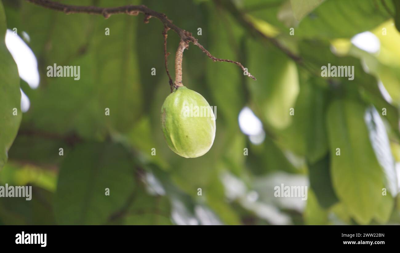 Terminalia catappa on the nature. Also called country almond, sea ...