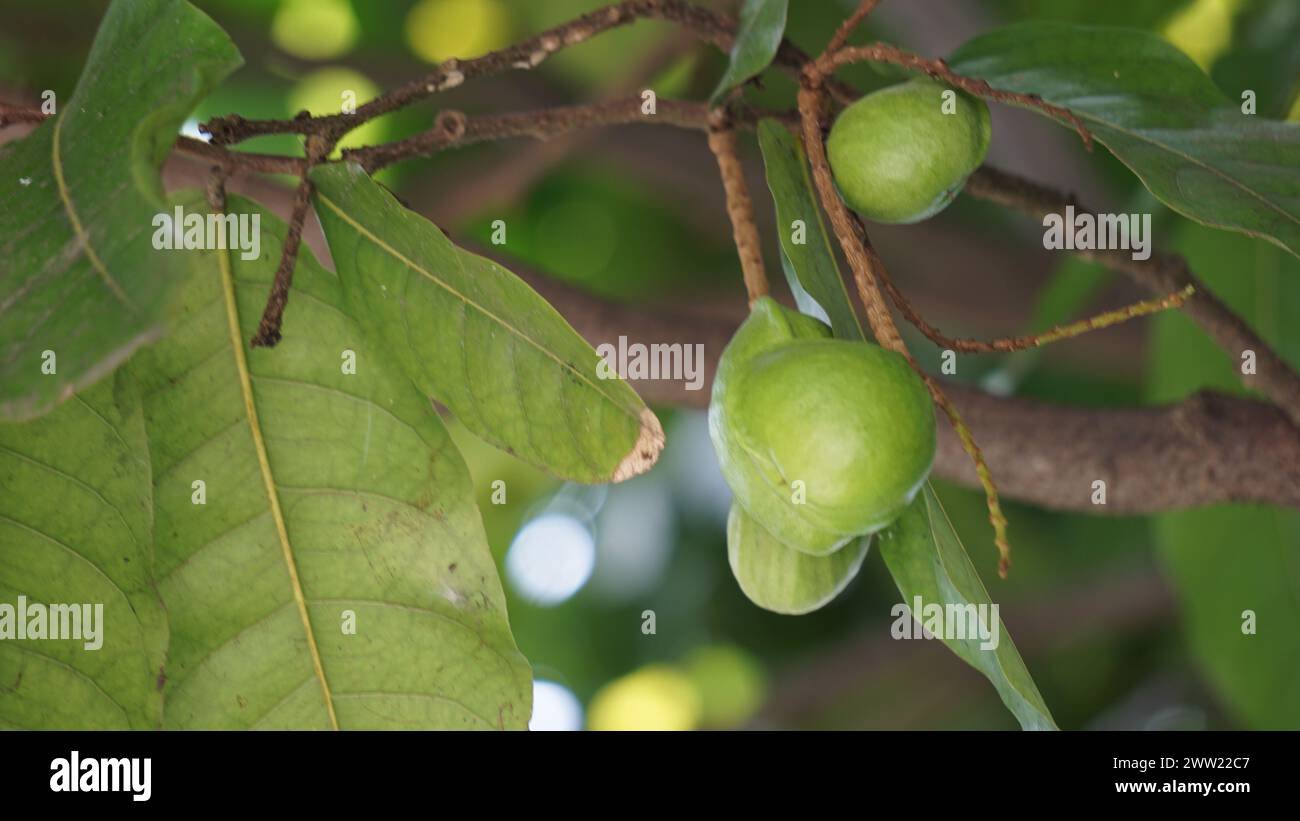 Terminalia catappa on the nature. Also called country almond, sea ...