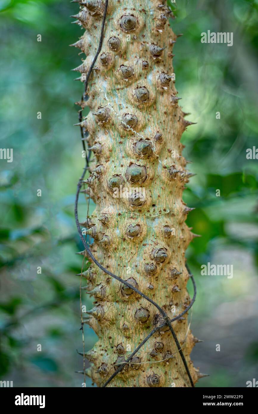 Sandbox trees are one of the world's most dangerous trees because this ...