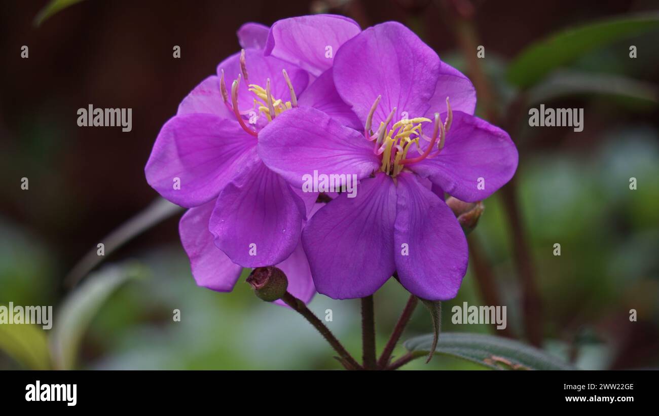 Melastoma candidum (Senggani, senduduk, cengkodok, Melastoma ...