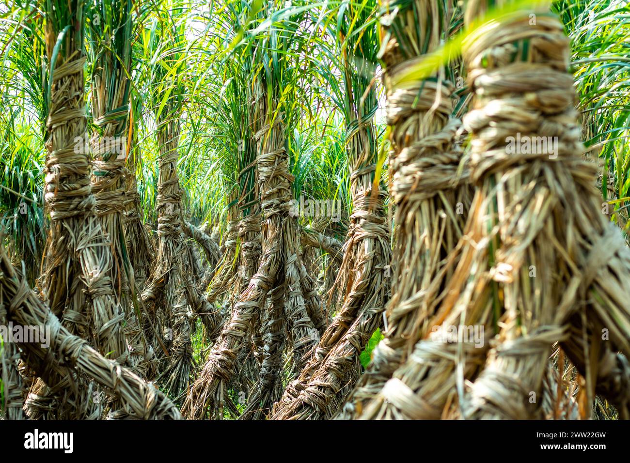 Sugarcane is a giant tropical grass from the family Graminaceae, whose ...