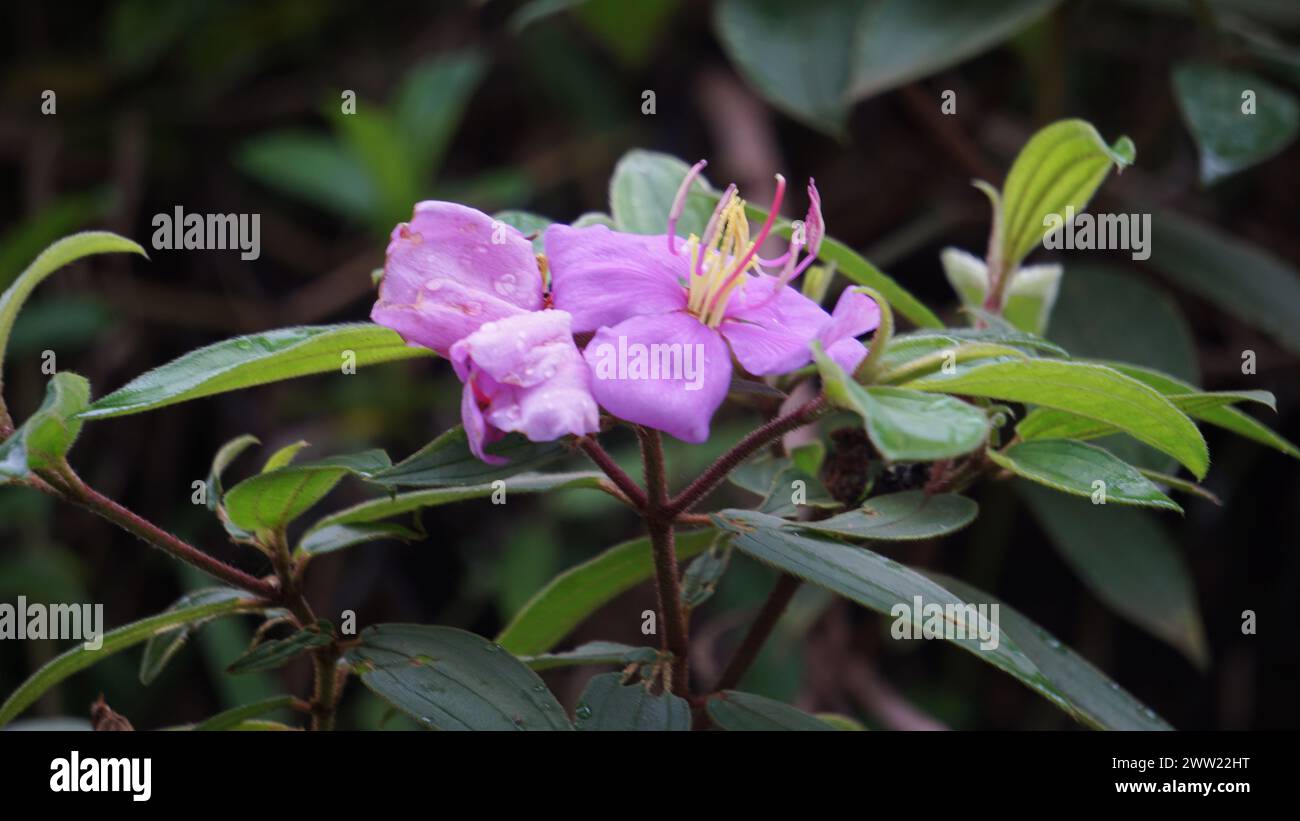 Melastoma candidum (Senggani, senduduk, cengkodok, Melastoma ...