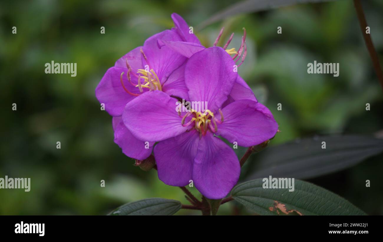 Melastoma candidum (Senggani, senduduk, cengkodok, Melastoma ...