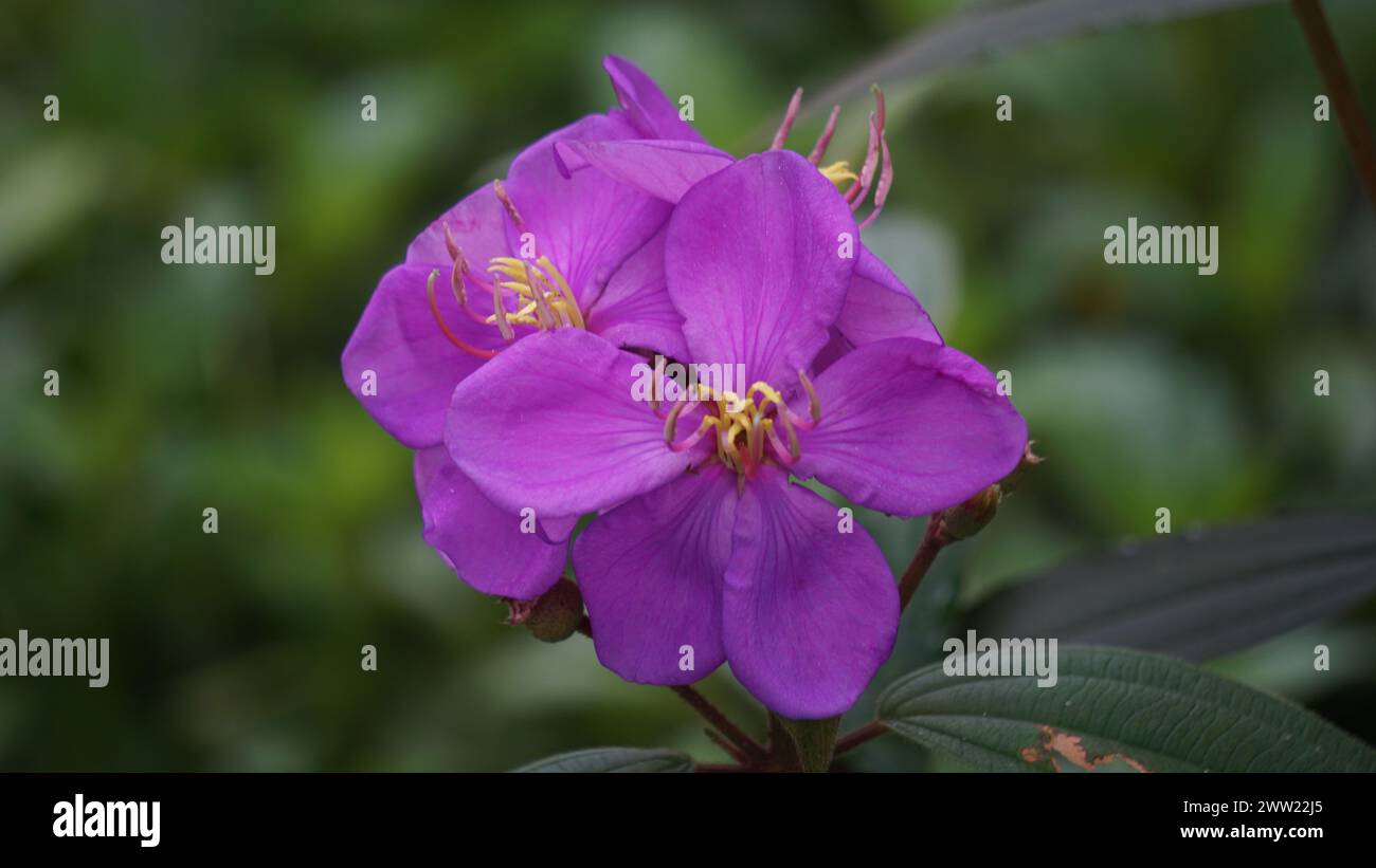 Melastoma candidum (Senggani, senduduk, cengkodok, Melastoma ...