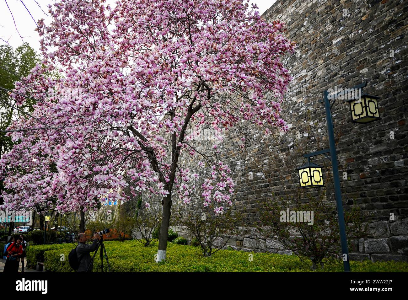 **CHINESE MAINLAND, HONG KONG, MACAU AND TAIWAN OUT** Magnolia flowers ...
