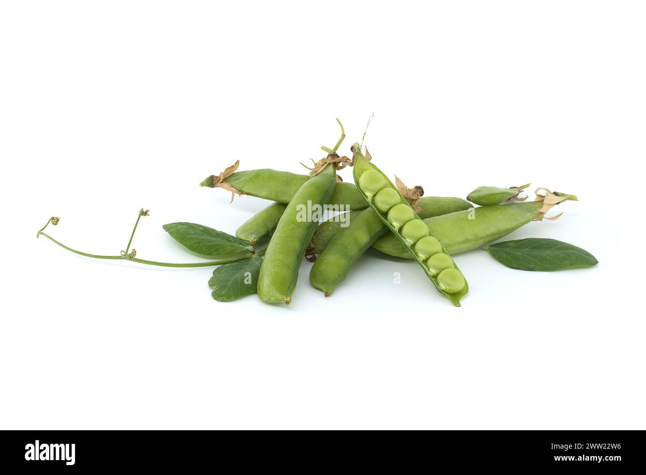 Open pea pod and round green peas inside, green leaf with a pointed tip ...