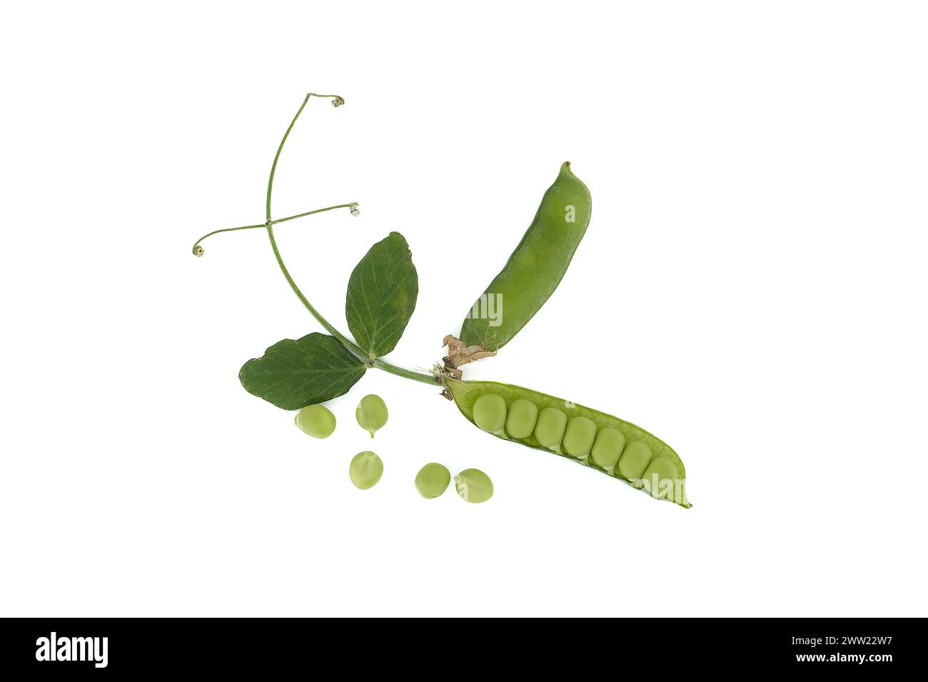 Open pea pod and round green peas inside, green leaf with a pointed tip ...