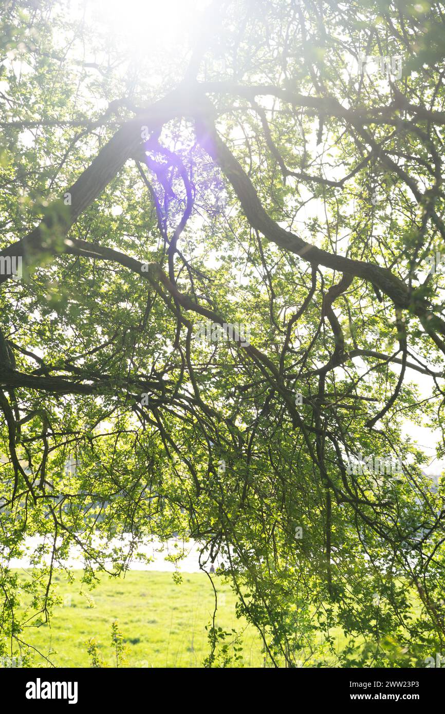 Flying through tree branches winter hi-res stock photography and images ...