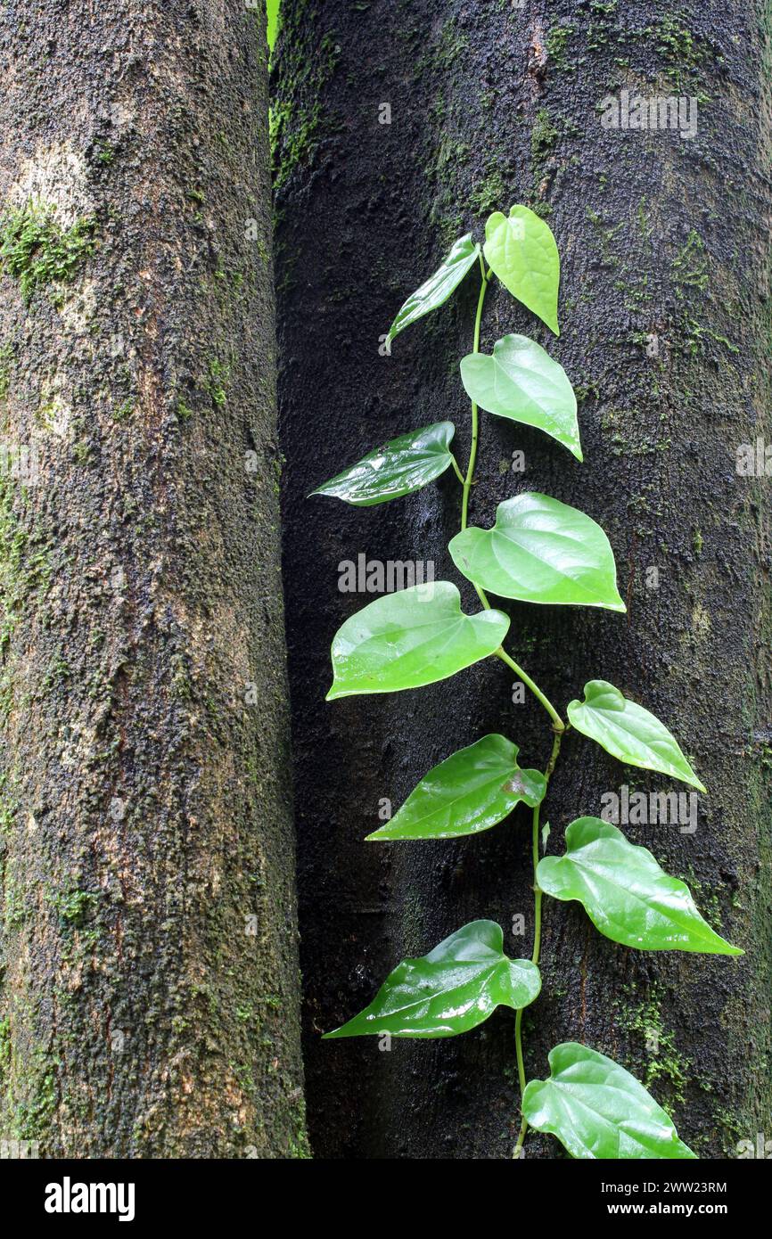 Tree vine texture hi-res stock photography and images - Alamy