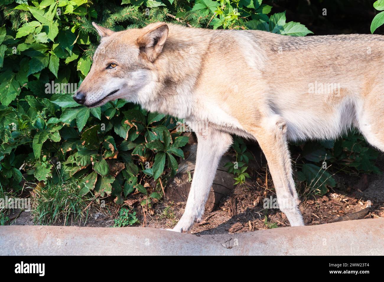 Gray wolf in forest on the green grass. The wolf, Canis lupus, also ...