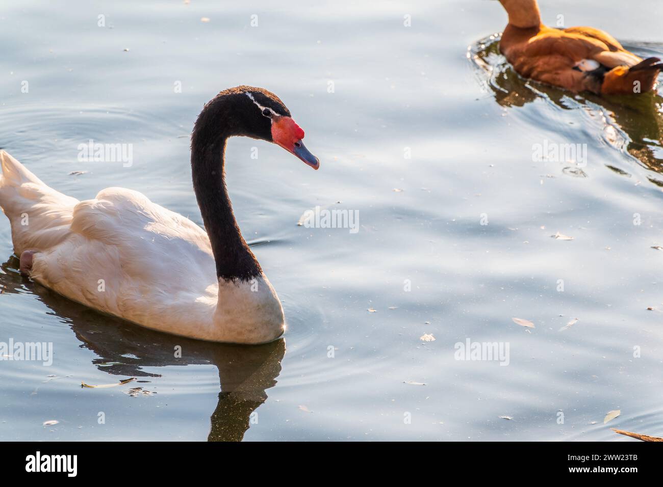 The black-necked swan Cygnus melancoryphus, is a swan that is the ...