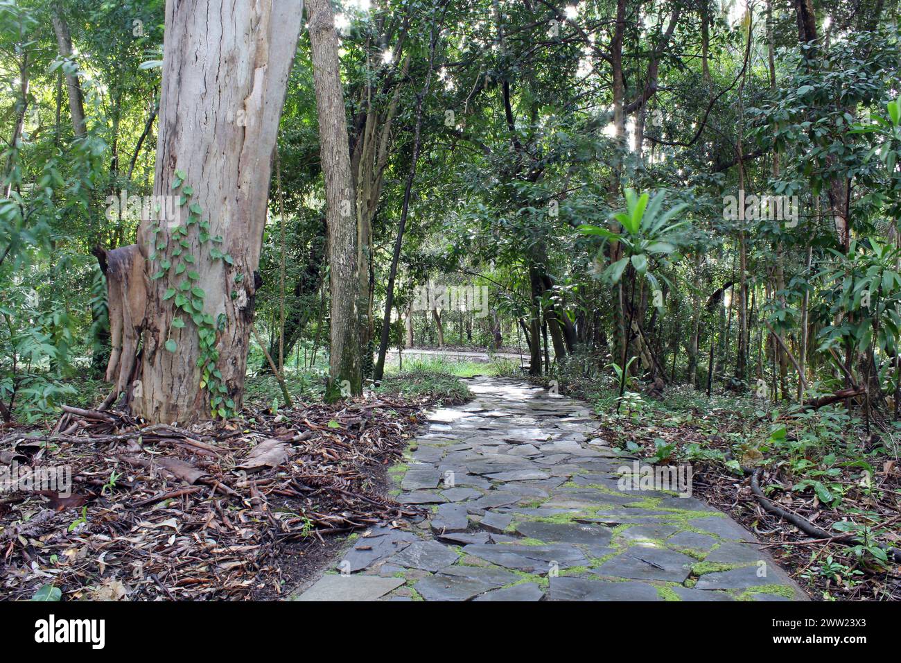Stone path and trees at the Tondoon Botanic Gardens in Gladstone ...