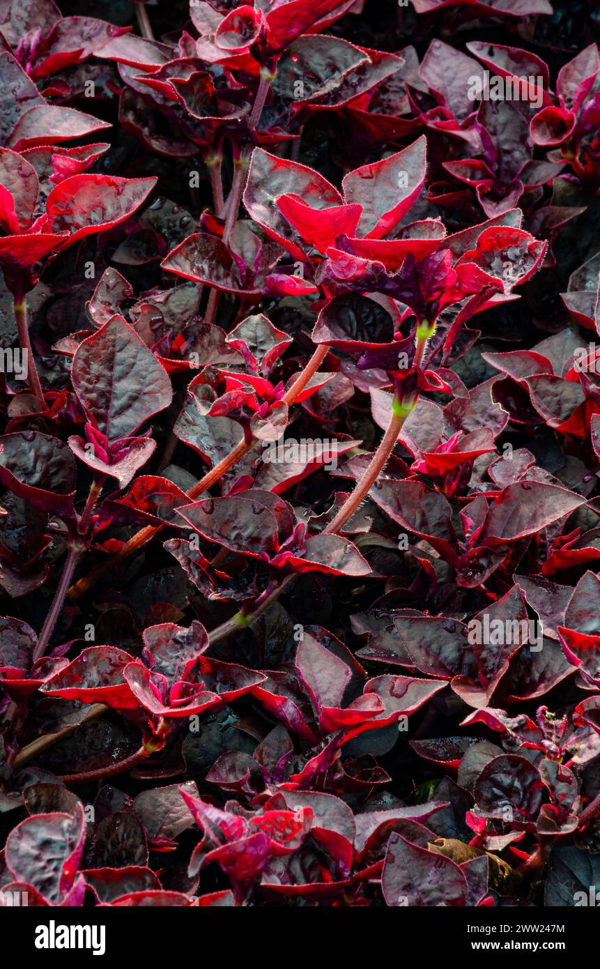 Bloodleaf grows as a garden ground cover at Cantigny Gardens, DuPage ...