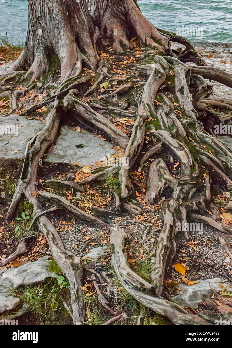 The roots of a Cedar tree on the edge of the bluff overlooking Lake ...