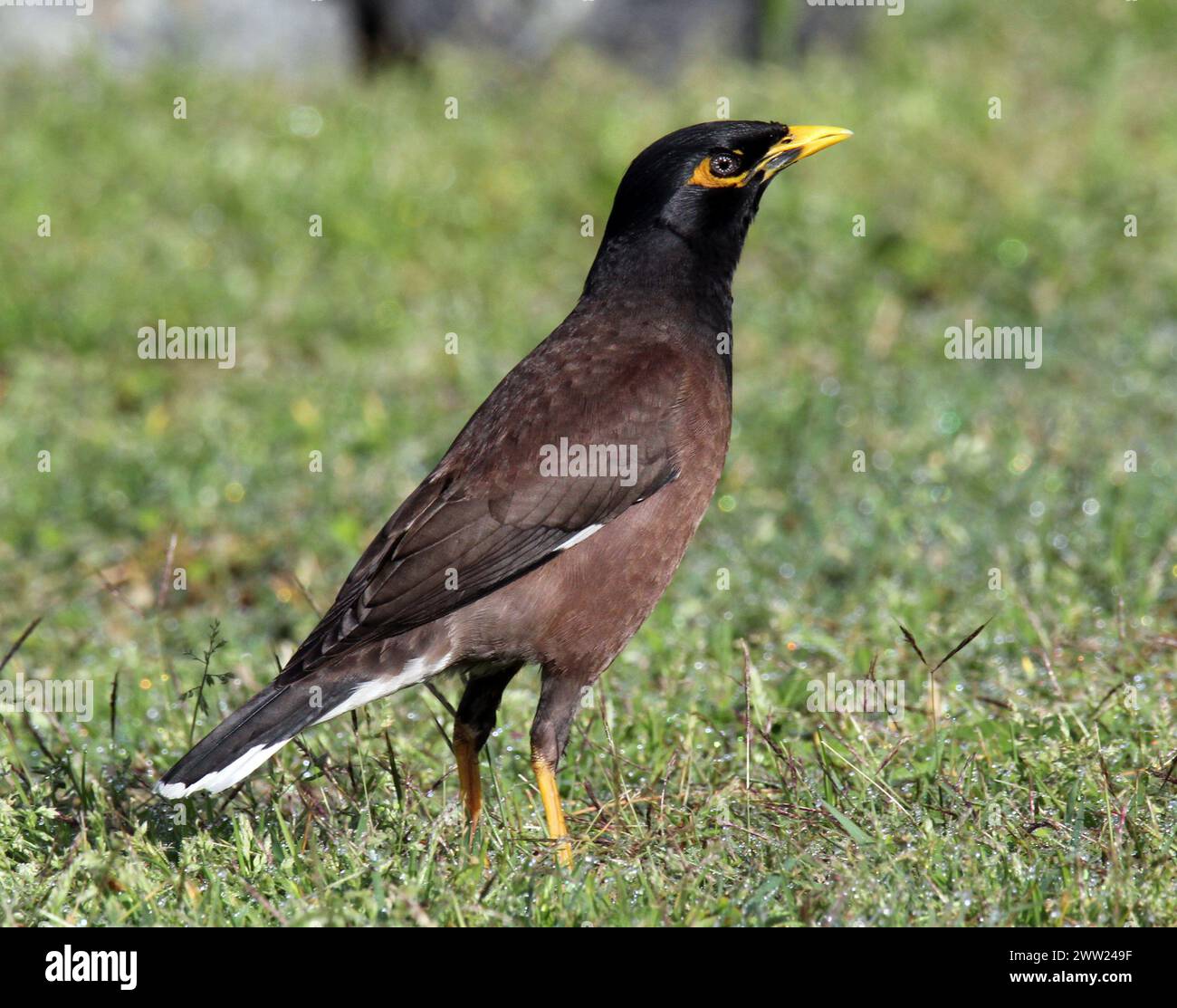 Common myna bird hi-res stock photography and images - Alamy