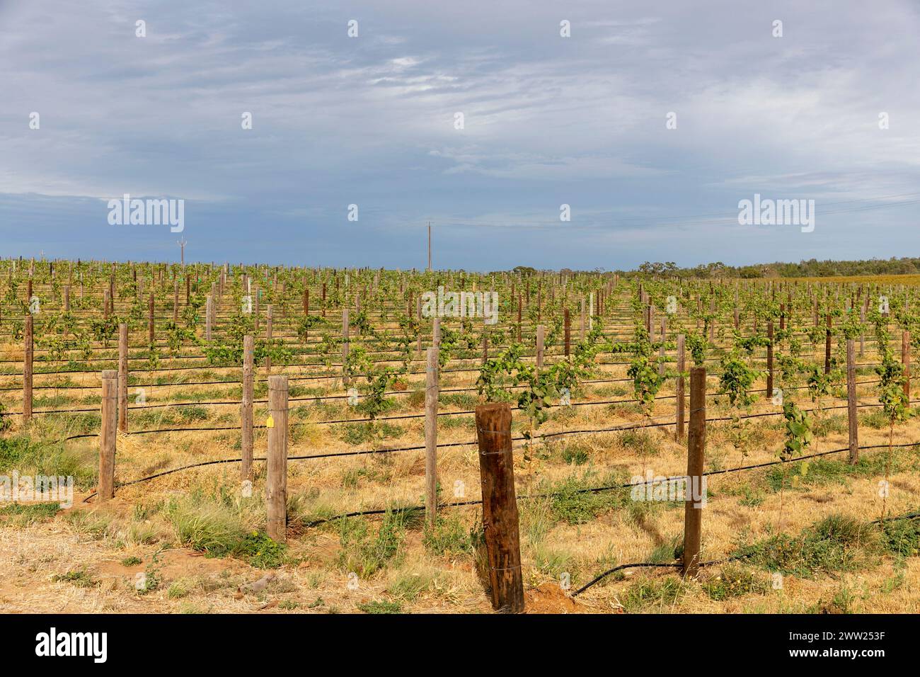 Barossa valley vineyard, grapevines in the fields of the Barossa Valley ...