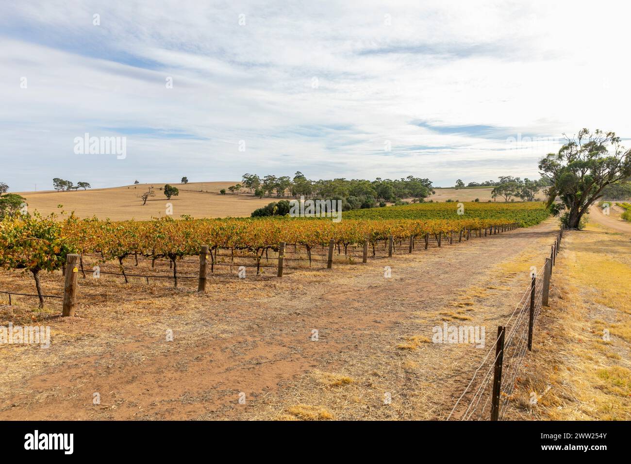 Barossa valley vineyard, grapevines in the fields of the Barossa Valley ...