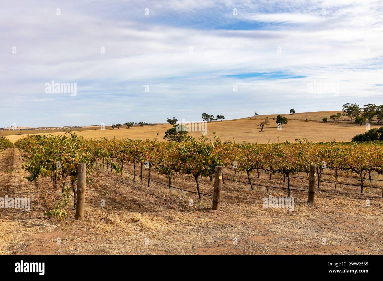 Barossa valley vineyard, grapevines in the fields of the Barossa Valley ...