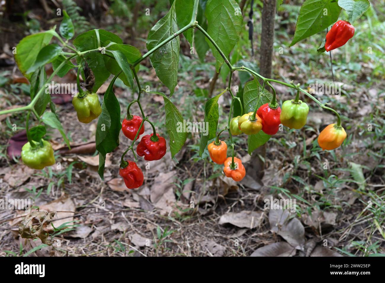 Whiteflies infested hi-res stock photography and images - Alamy
