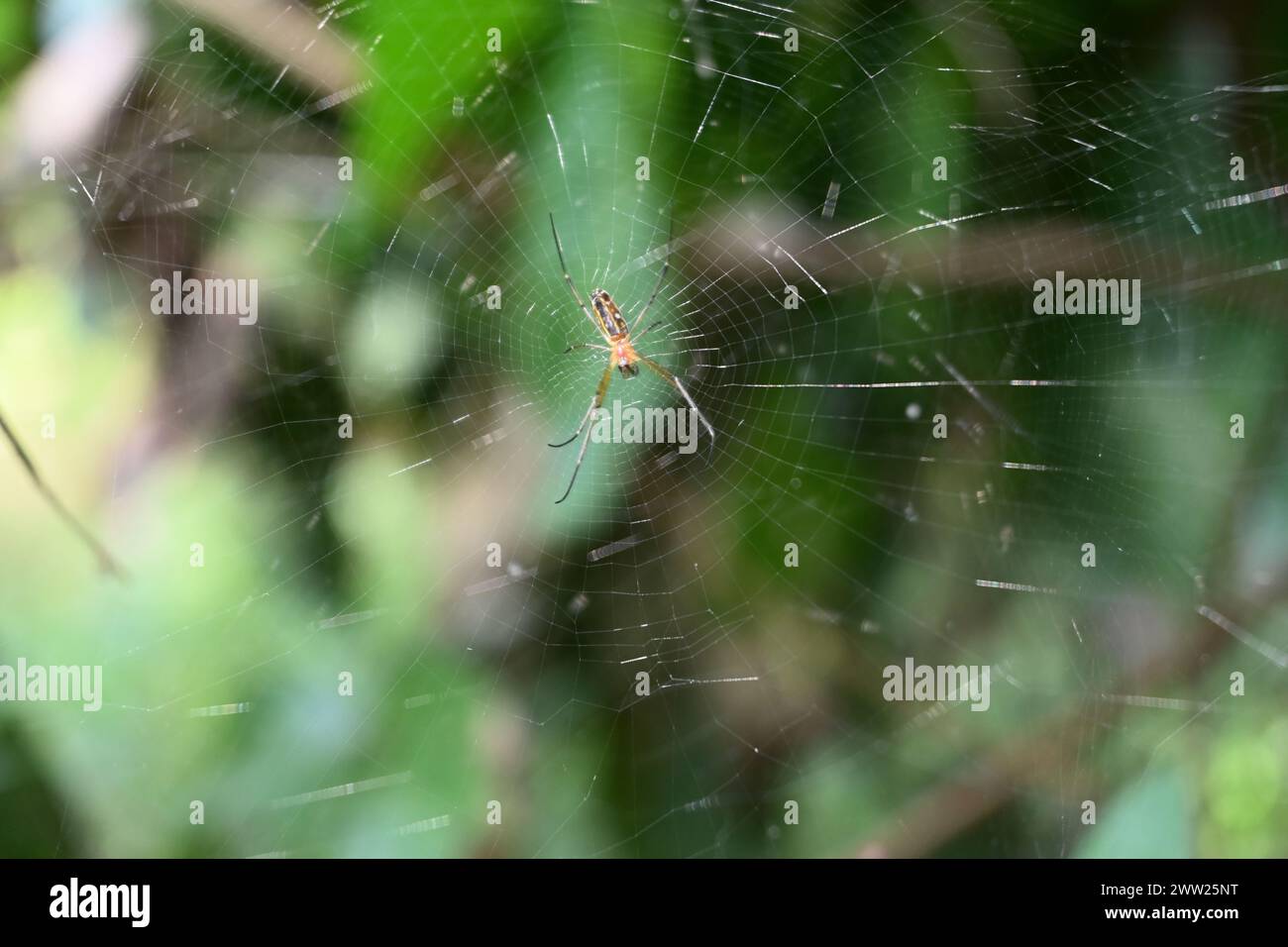 A ventral side view of a Orb weaver spider sitting on the center of its ...
