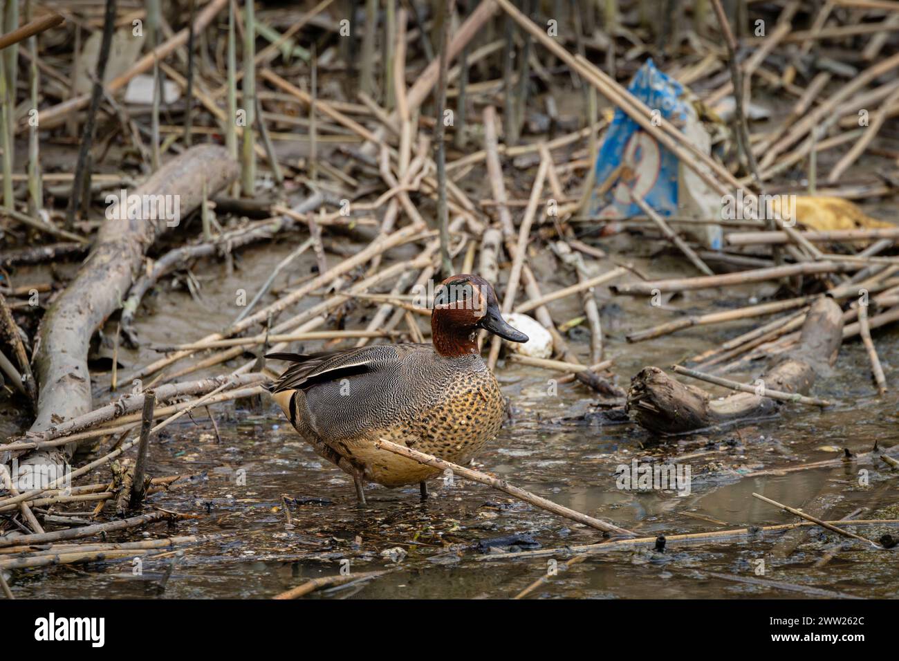 Duck standing in muddy puddle with an object Stock Photo - Alamy