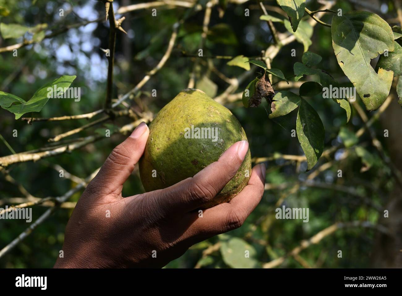 Beautiful view of a Golden apple fruit (Aegle marmelos) held up by a ...
