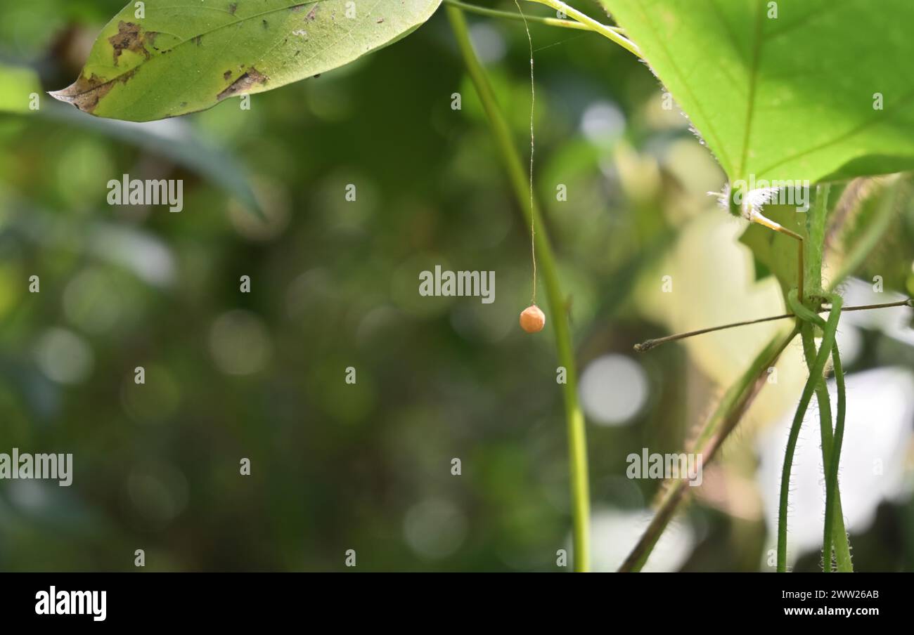 A tiny round, orange colored spider egg sac hanging from a silk line in ...