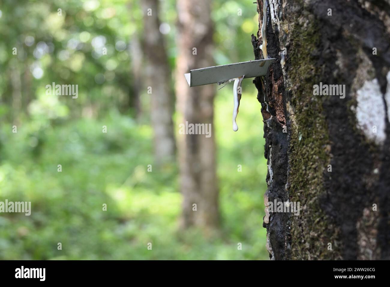 Hardened rubber milk hi-res stock photography and images - Alamy