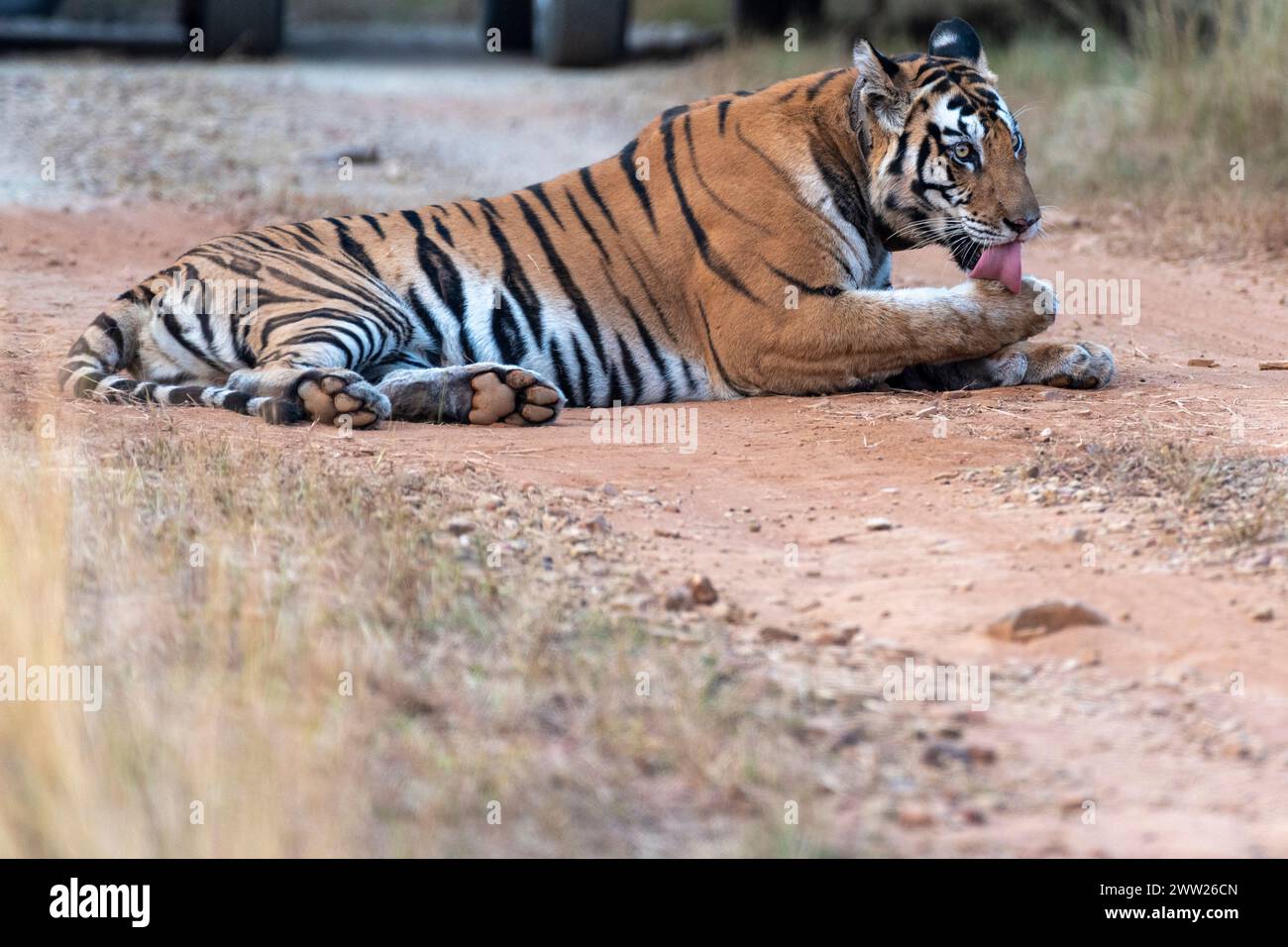 Resting tiger hi-res stock photography and images - Alamy