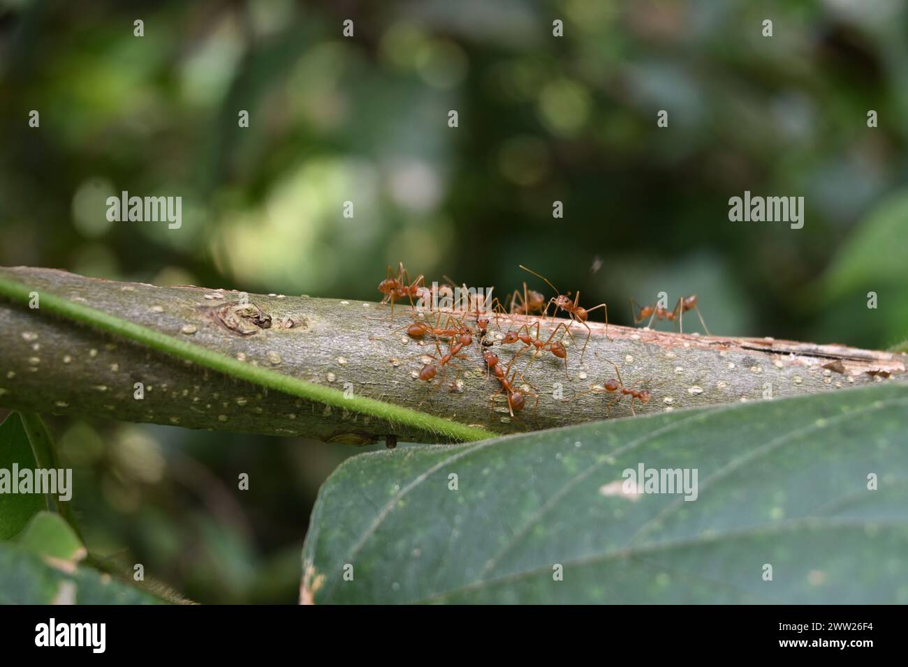 Tiny black ants hi-res stock photography and images - Alamy