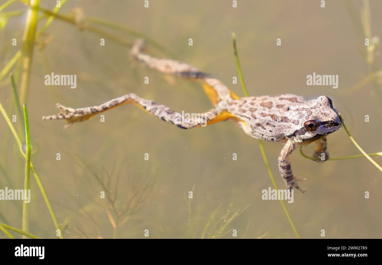 Sierran Treefrog floating in a pond, showing its yellow "flash color ...
