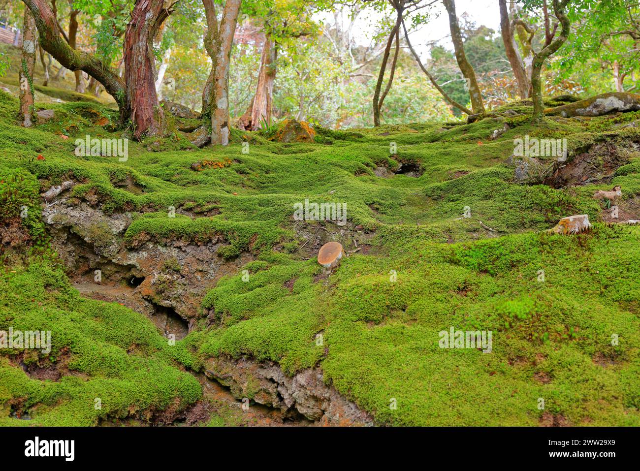 Higashiyama Jisho-ji a Zen temple at Ginkakujicho, Sakyo Ward, Kyoto ...