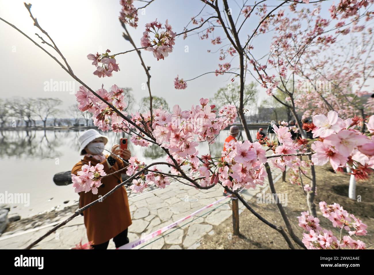 Cherry blossoms bloom at Yuyuantan Park in Beijing, China, 18 March ...
