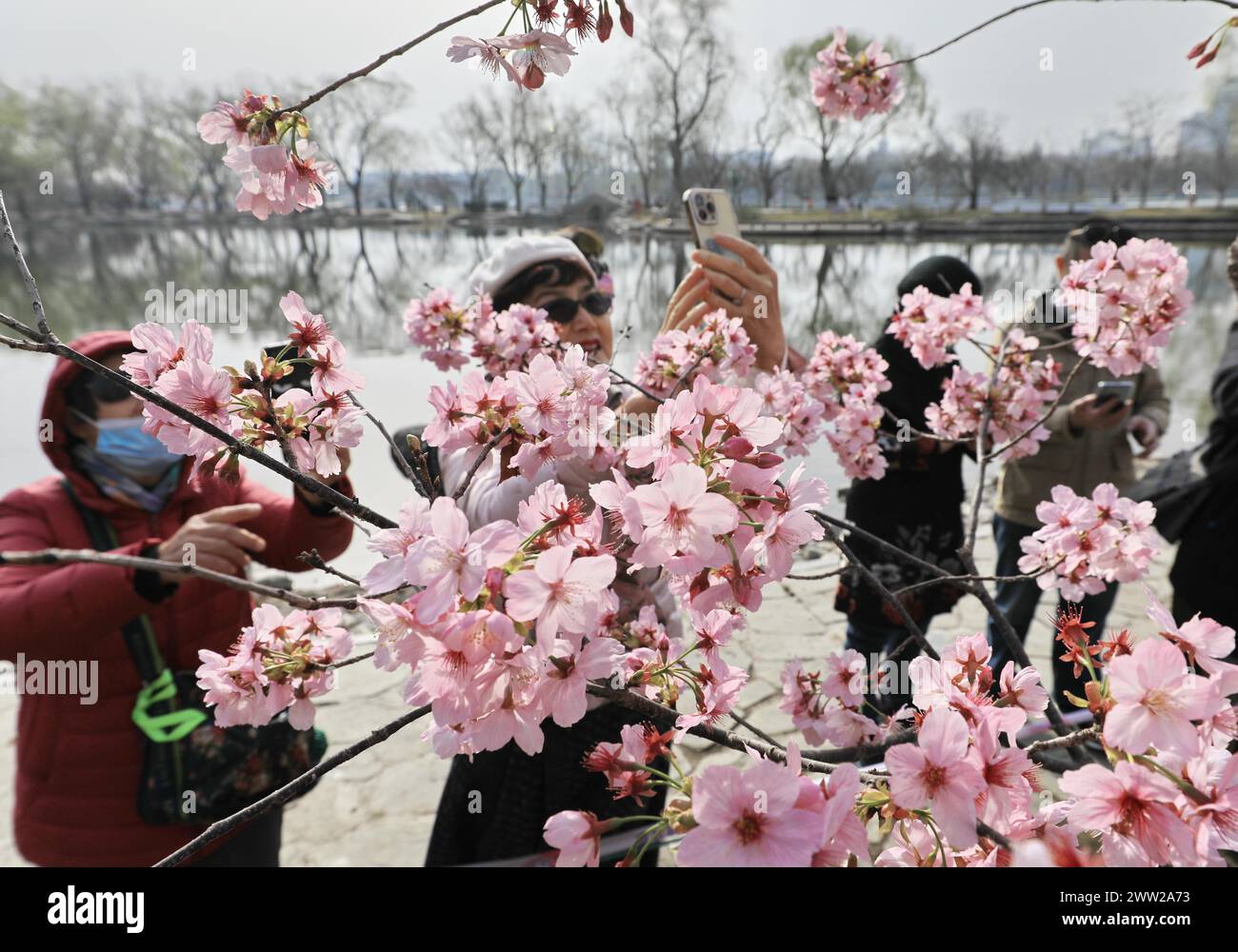 Cherry blossoms bloom at Yuyuantan Park in Beijing, China, 18 March ...