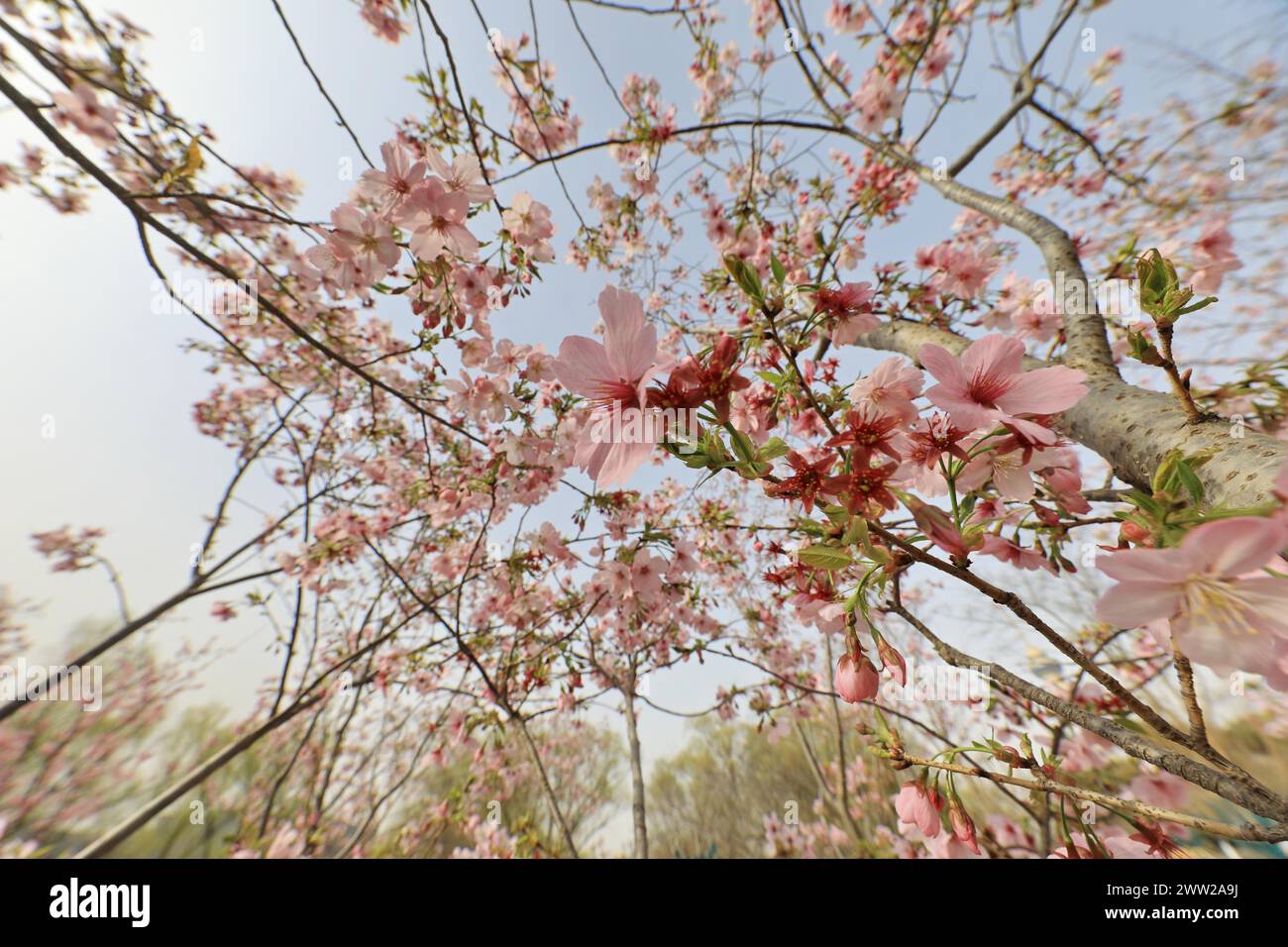 Cherry blossoms bloom at Yuyuantan Park in Beijing, China, 18 March ...