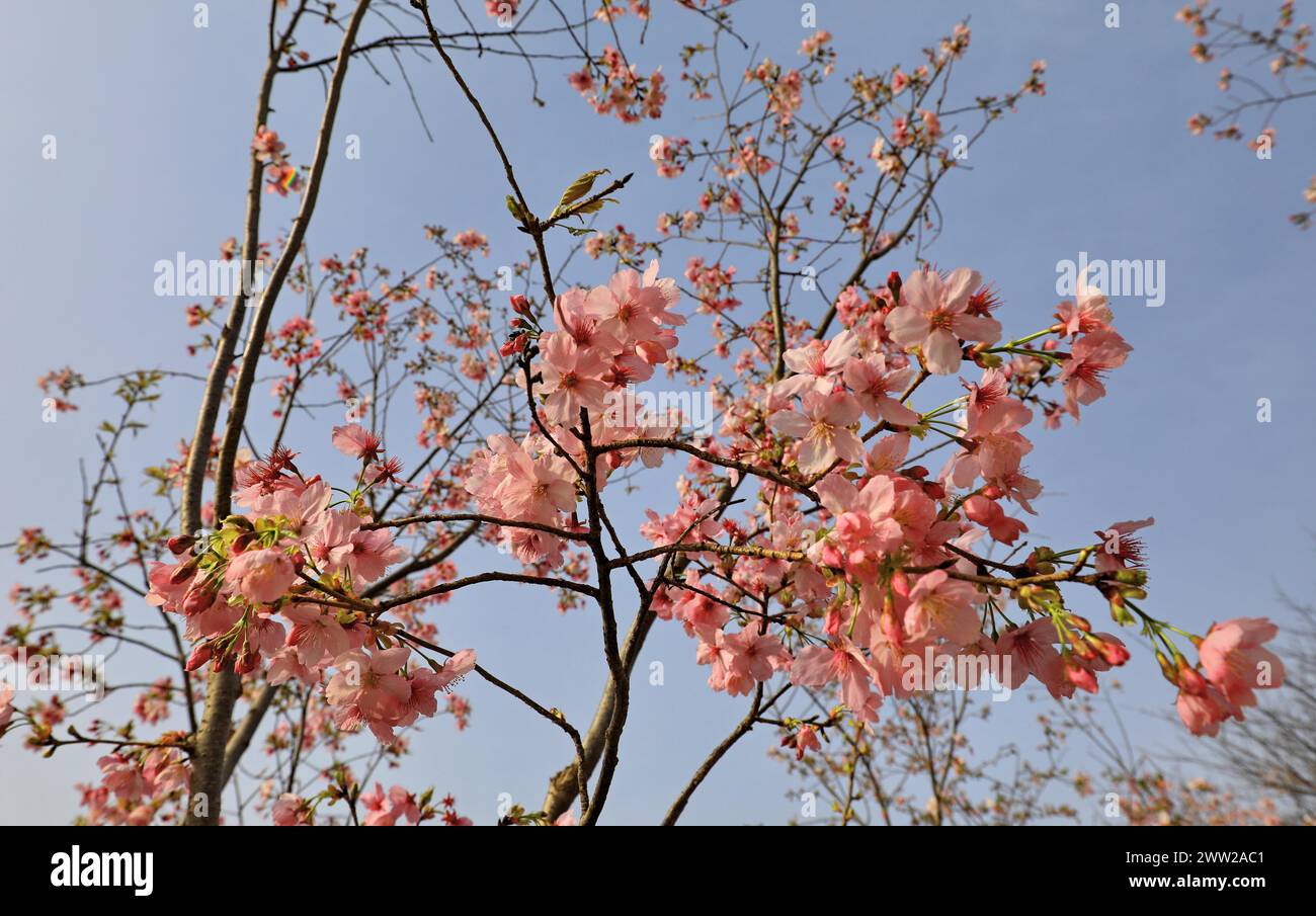 Yuyuantan park beijing park hi-res stock photography and images - Alamy