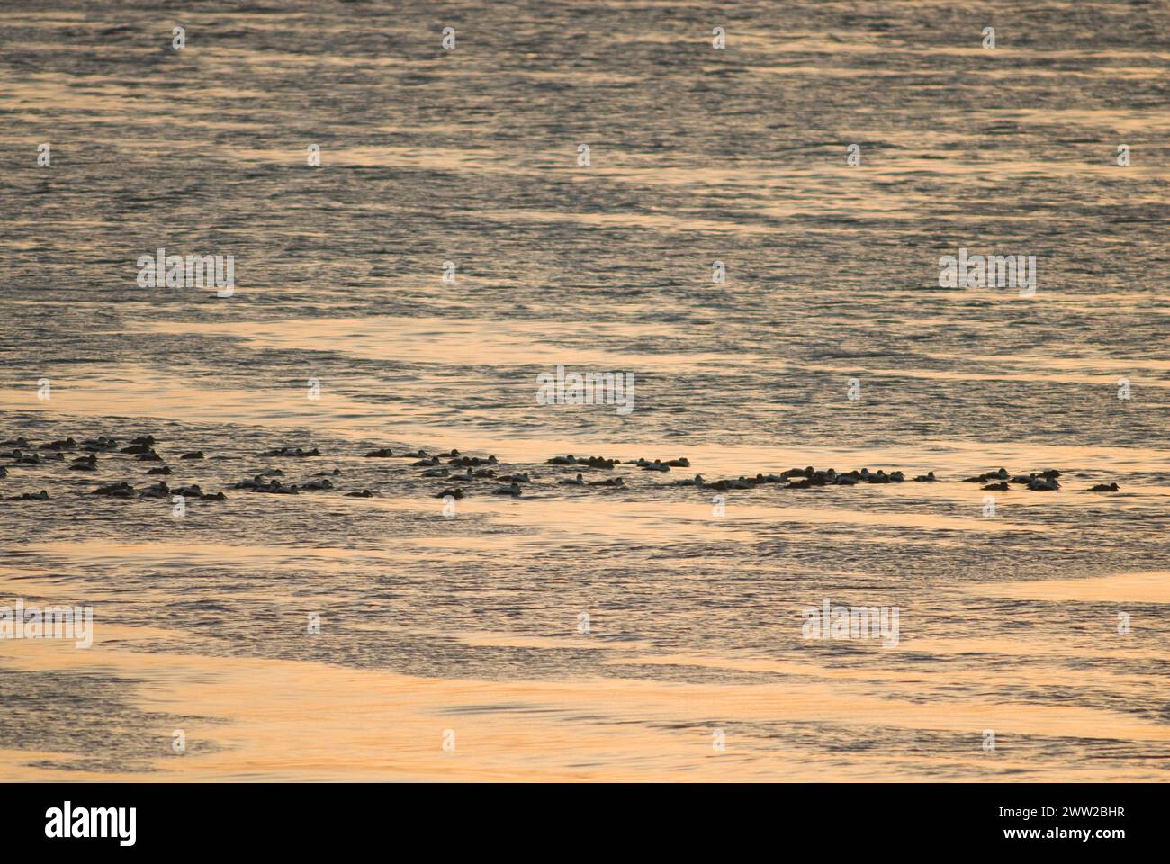 King eider Somateria spectabilis and Common eider Somateria mollissima ...