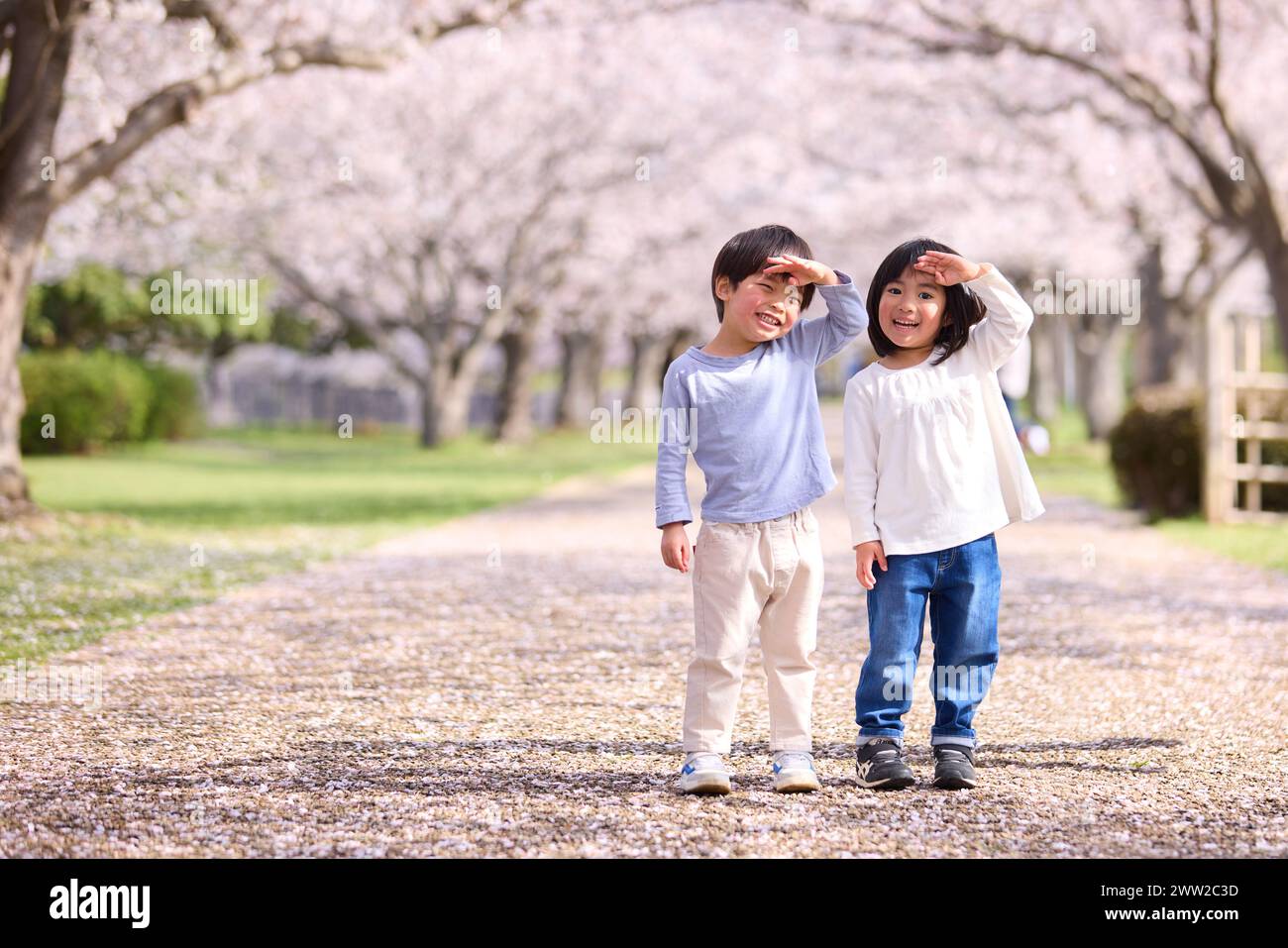 Avenue blossom cherry cherry hi-res stock photography and images - Alamy