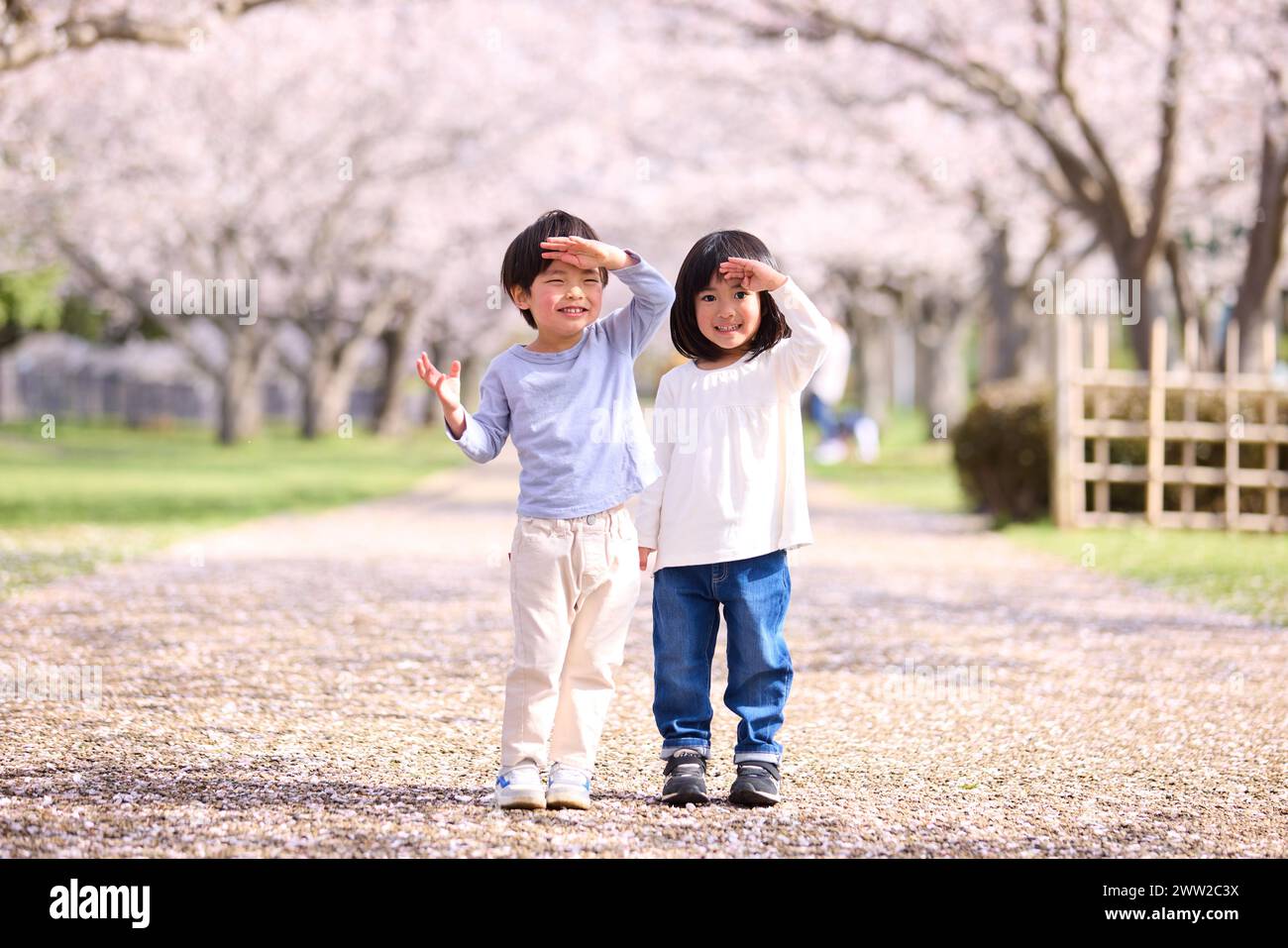 Avenue blossom cherry cherry hi-res stock photography and images - Alamy