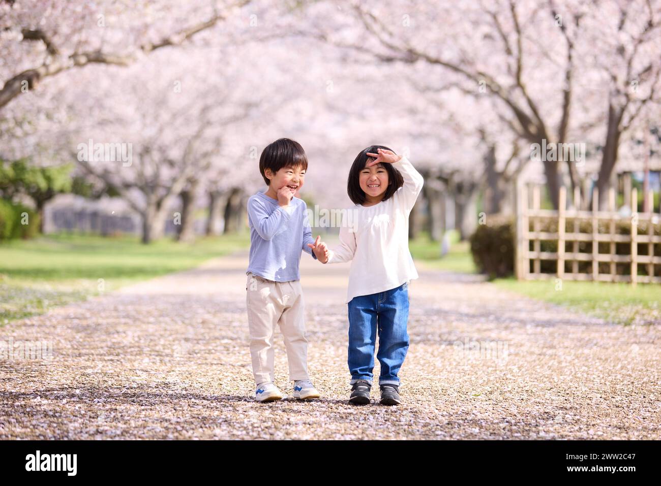 Avenue blossom cherry cherry hi-res stock photography and images - Alamy