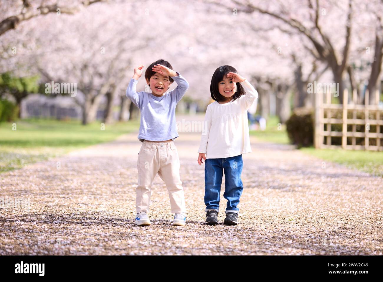 Avenue blossom cherry cherry hi-res stock photography and images - Alamy