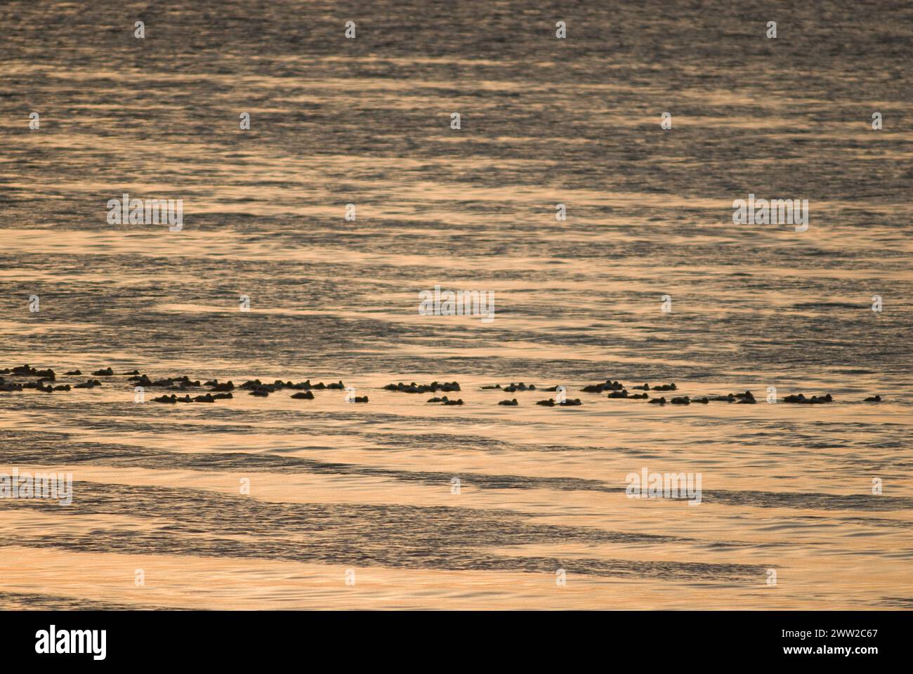 King eider Somateria spectabilis and Common eider Somateria mollissima ...