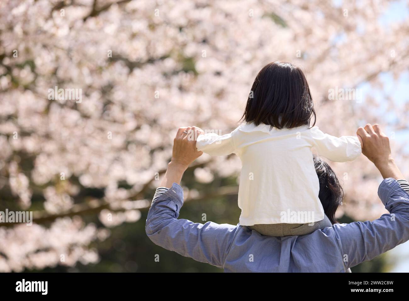 Father and daughter in cherry blossom Stock Photo - Alamy