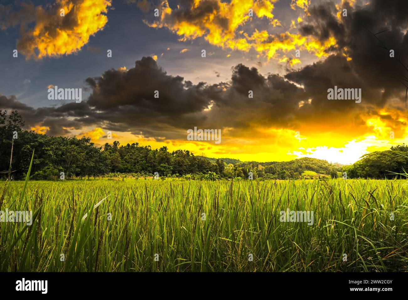The rice fields are full, waiting to be harveste on mountain with ...