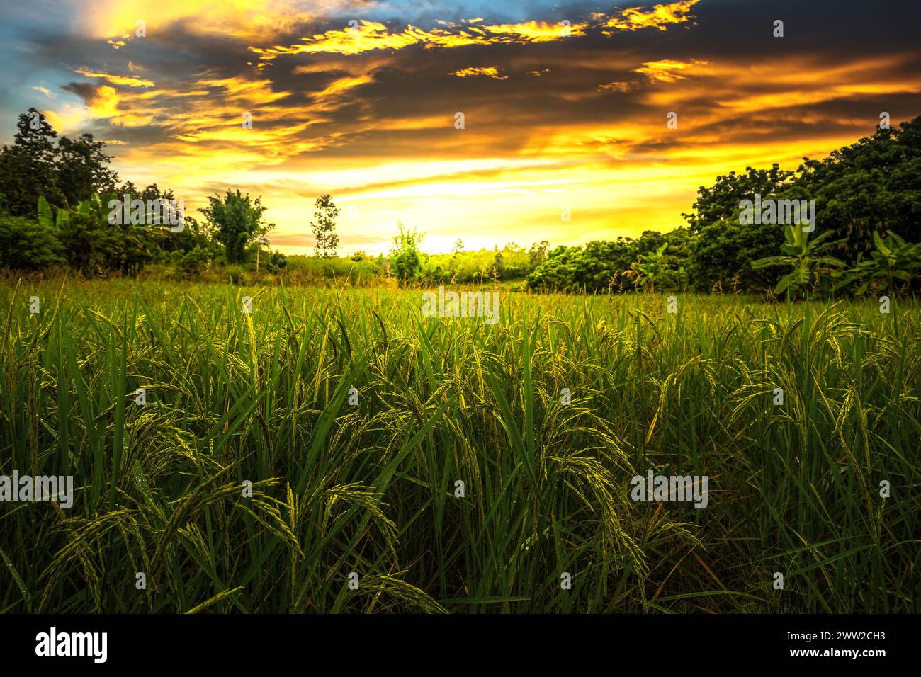 The rice fields are full, waiting to be harveste on mountain with ...