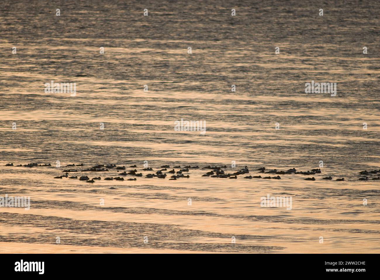 King eider Somateria spectabilis and Common eider Somateria mollissima ...