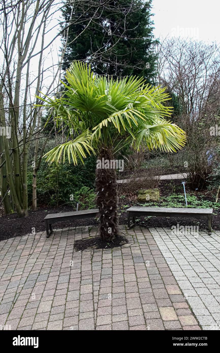 Chinese Windmill Palm Tree at the Royal Botanic Garden in Edinburgh ...