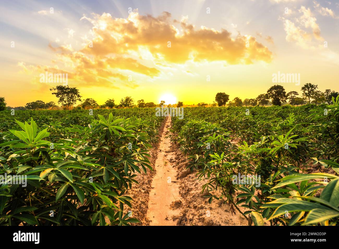 Cassava fields are growing and waiting for harvest with sunset. Farm ...