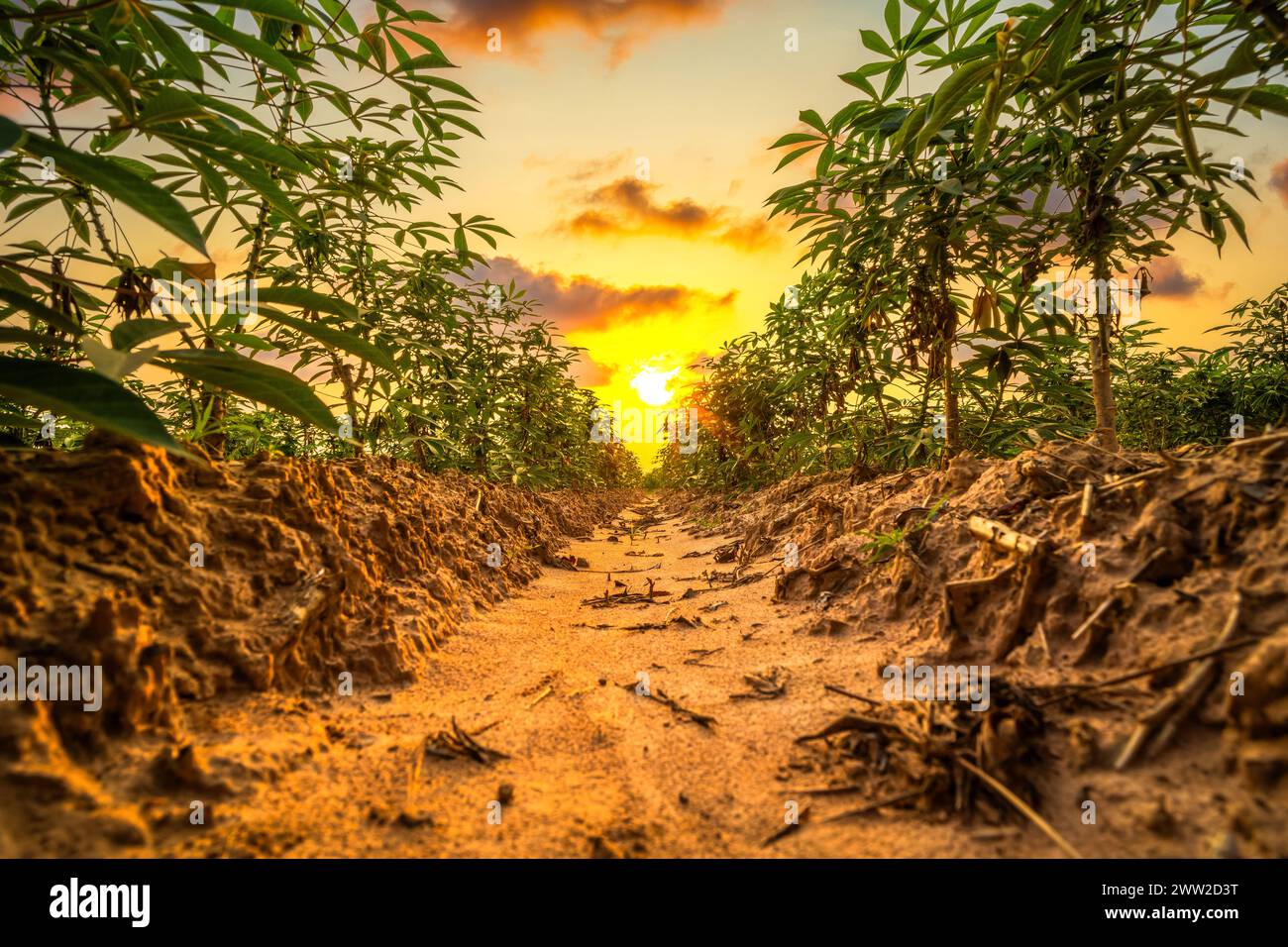 Cassava fields are growing and waiting for harvest with sunset. Farm ...