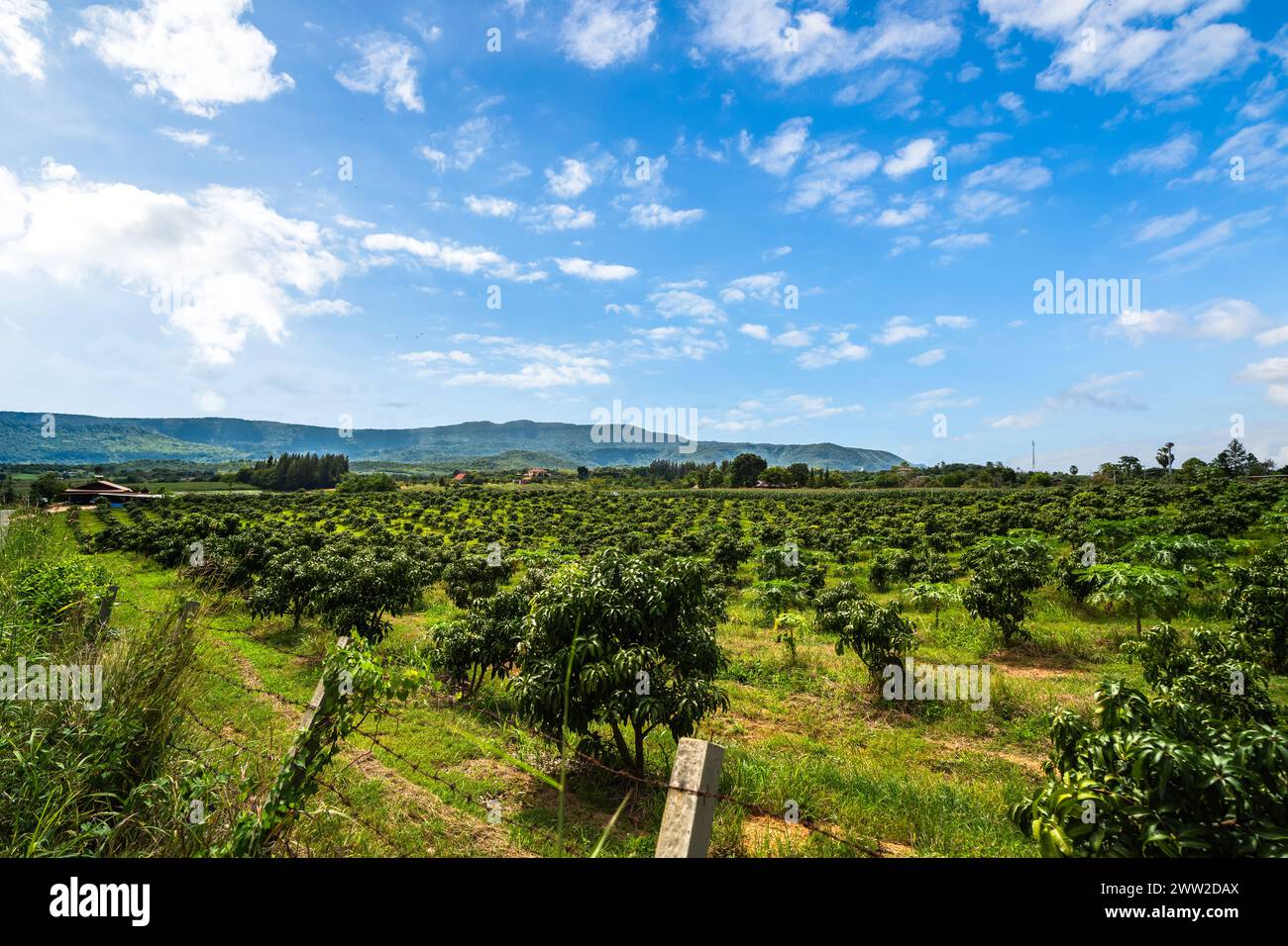 Mango trees on farm. Alley of mango trees on mountain midday with ...